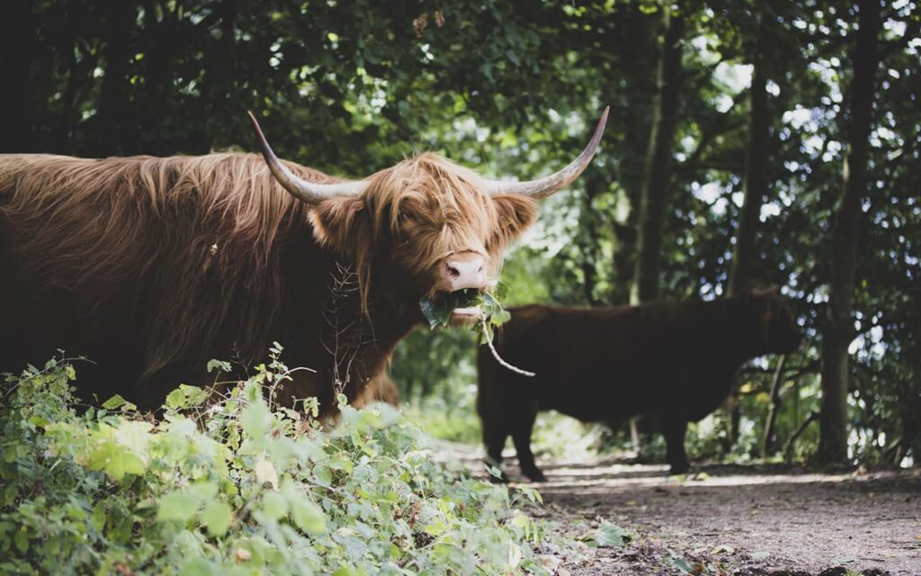 La faune du Canada - SNAPQC